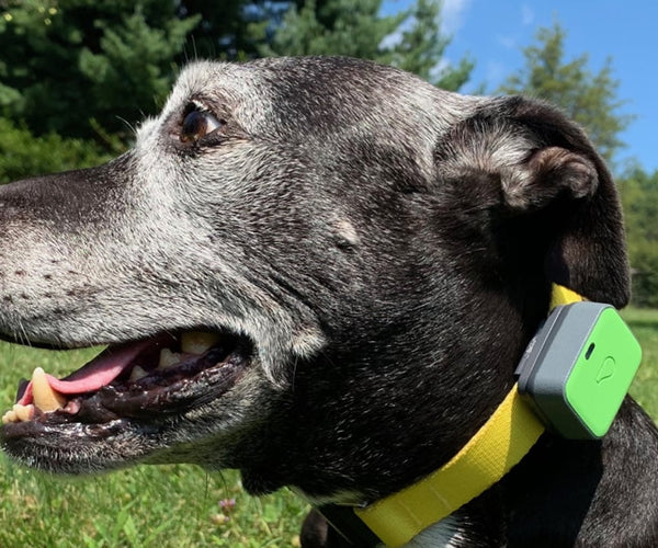 Tech for Tails: All you must know about Pet Electronics and Gadgets – Wnkrs